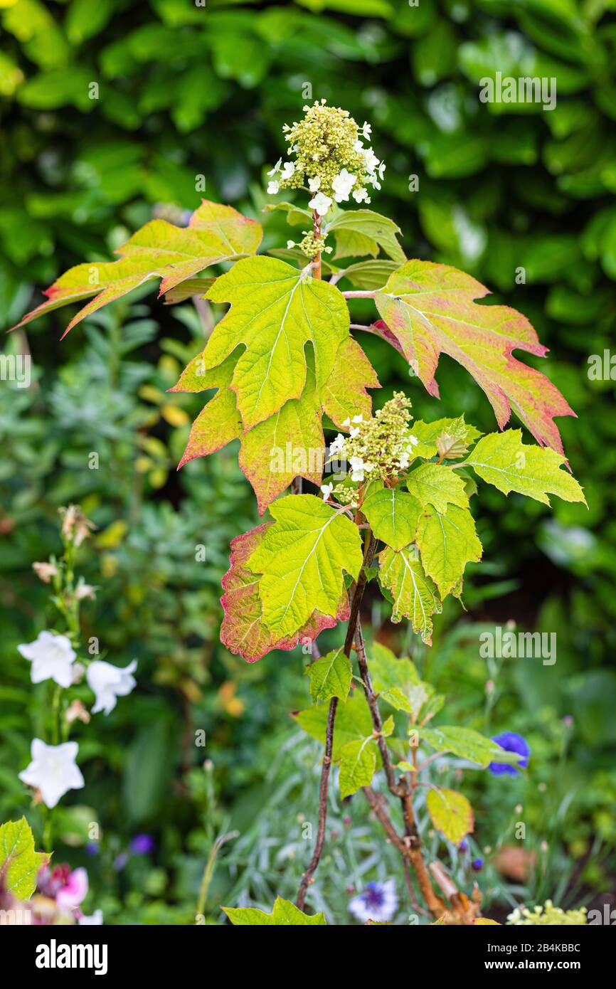 Oak leaf hydrangea hi-res stock photography and images - Alamy