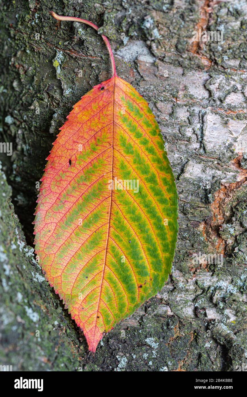 Tree trunk, yellow-green leaf, autumn Stock Photo - Alamy