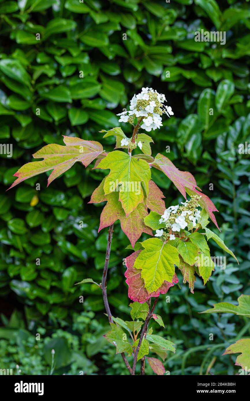 Leaf hydrangea hi-res stock photography and images - Alamy