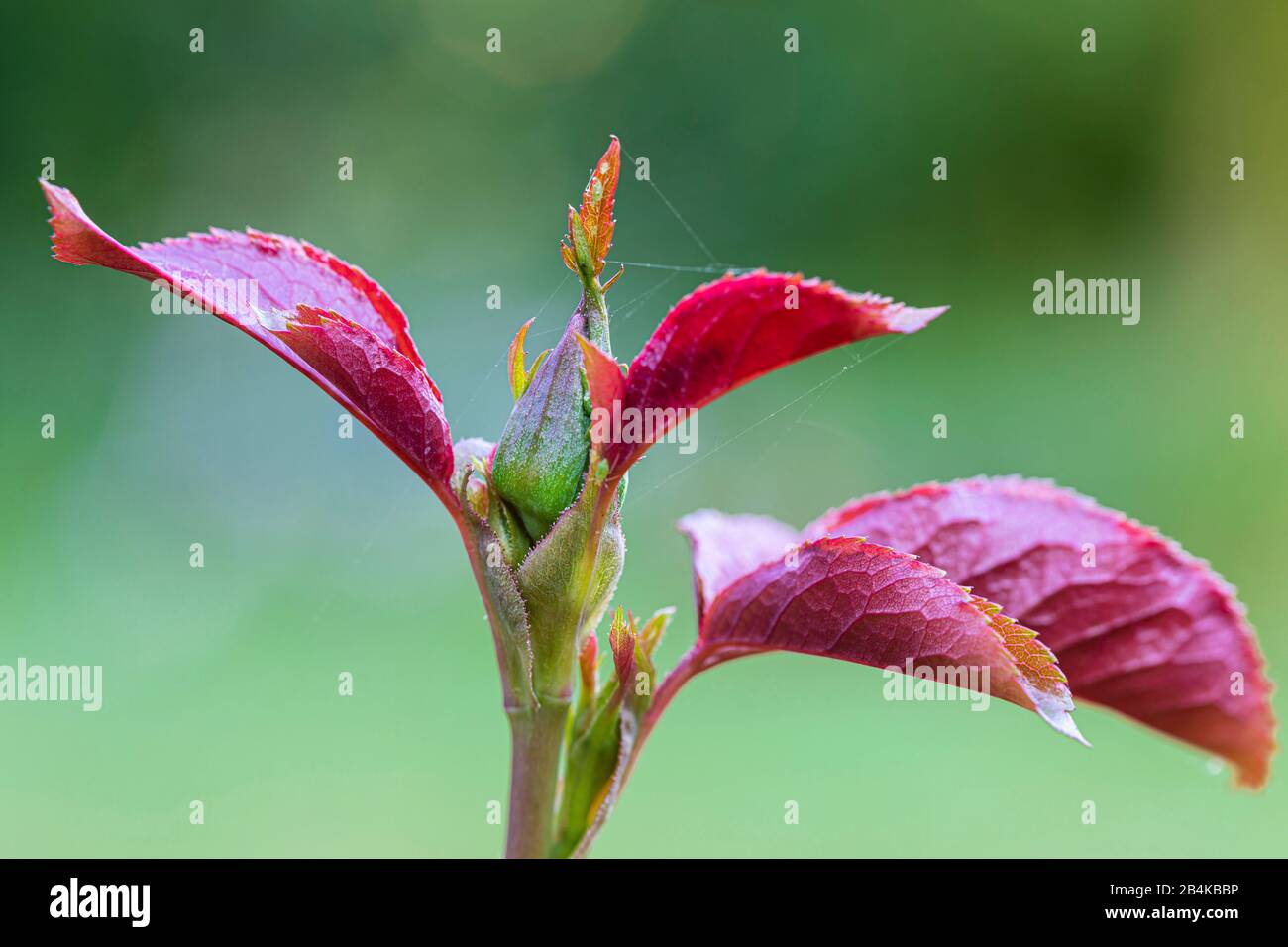 Proliferation roses hi-res stock photography and images - Alamy
