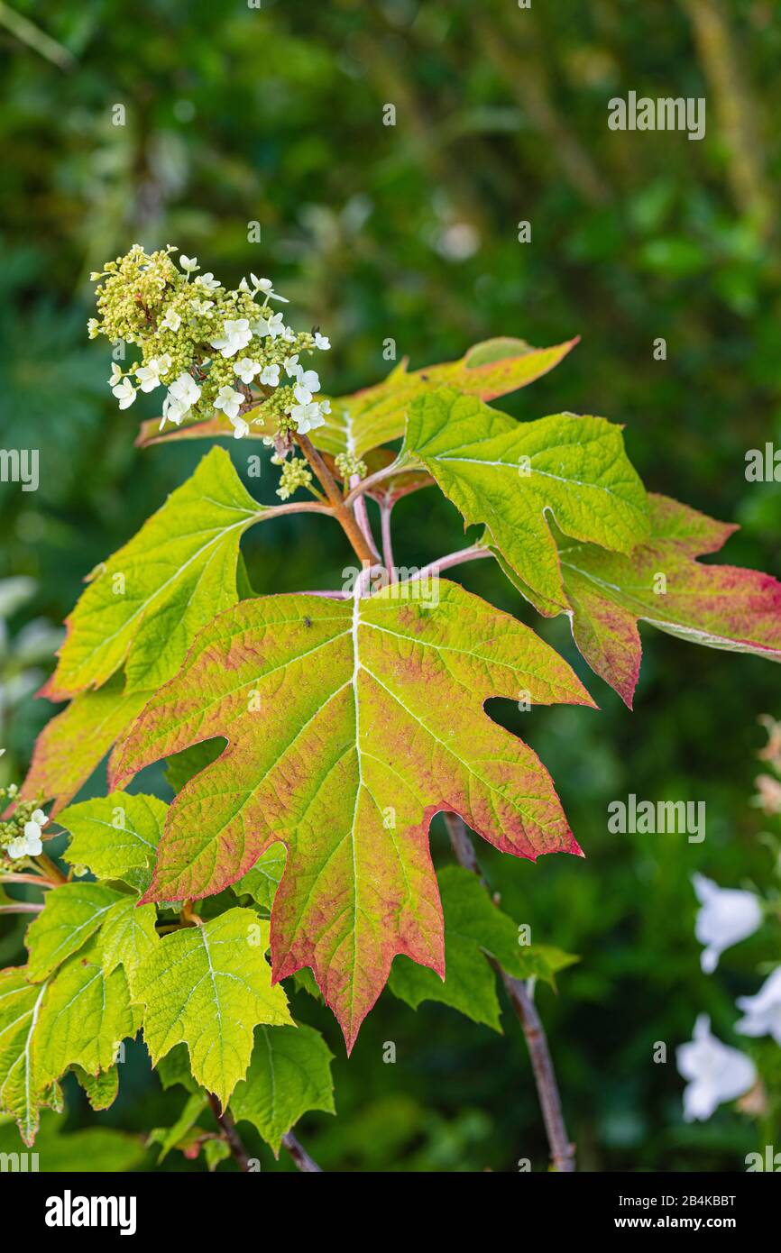 Oak leaf hydrangeas hi-res stock photography and images - Alamy
