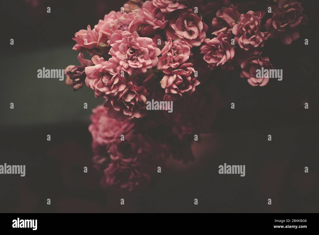 Ornamental roses hi-res stock photography and images - Alamy