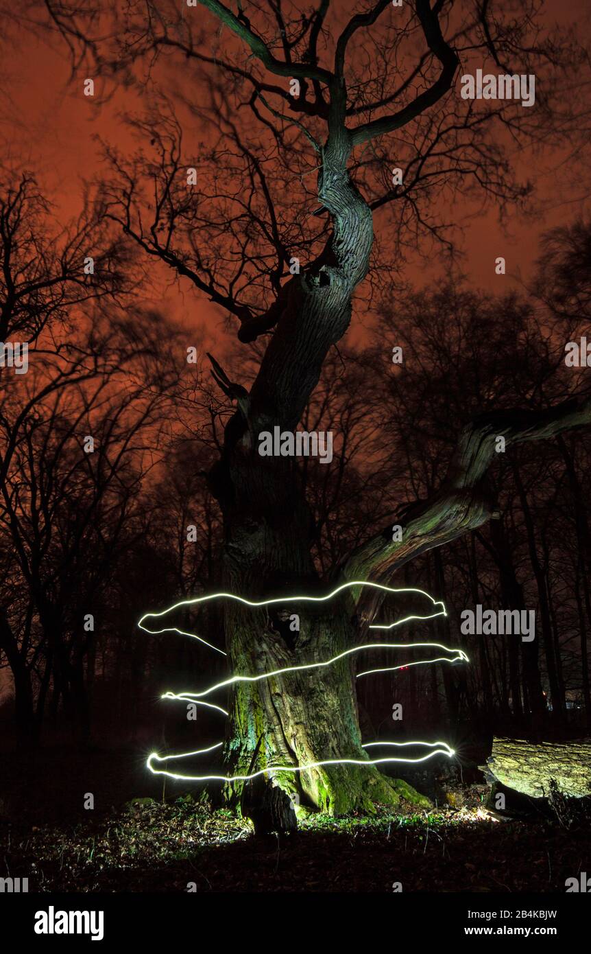 Plants flashlight hi-res stock photography and images - Alamy