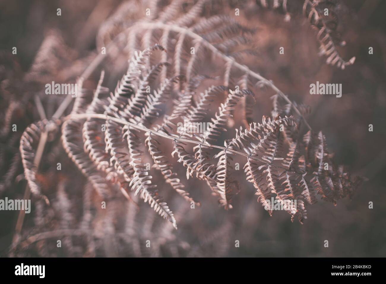 withered fern leaves in the forest Stock Photo - Alamy