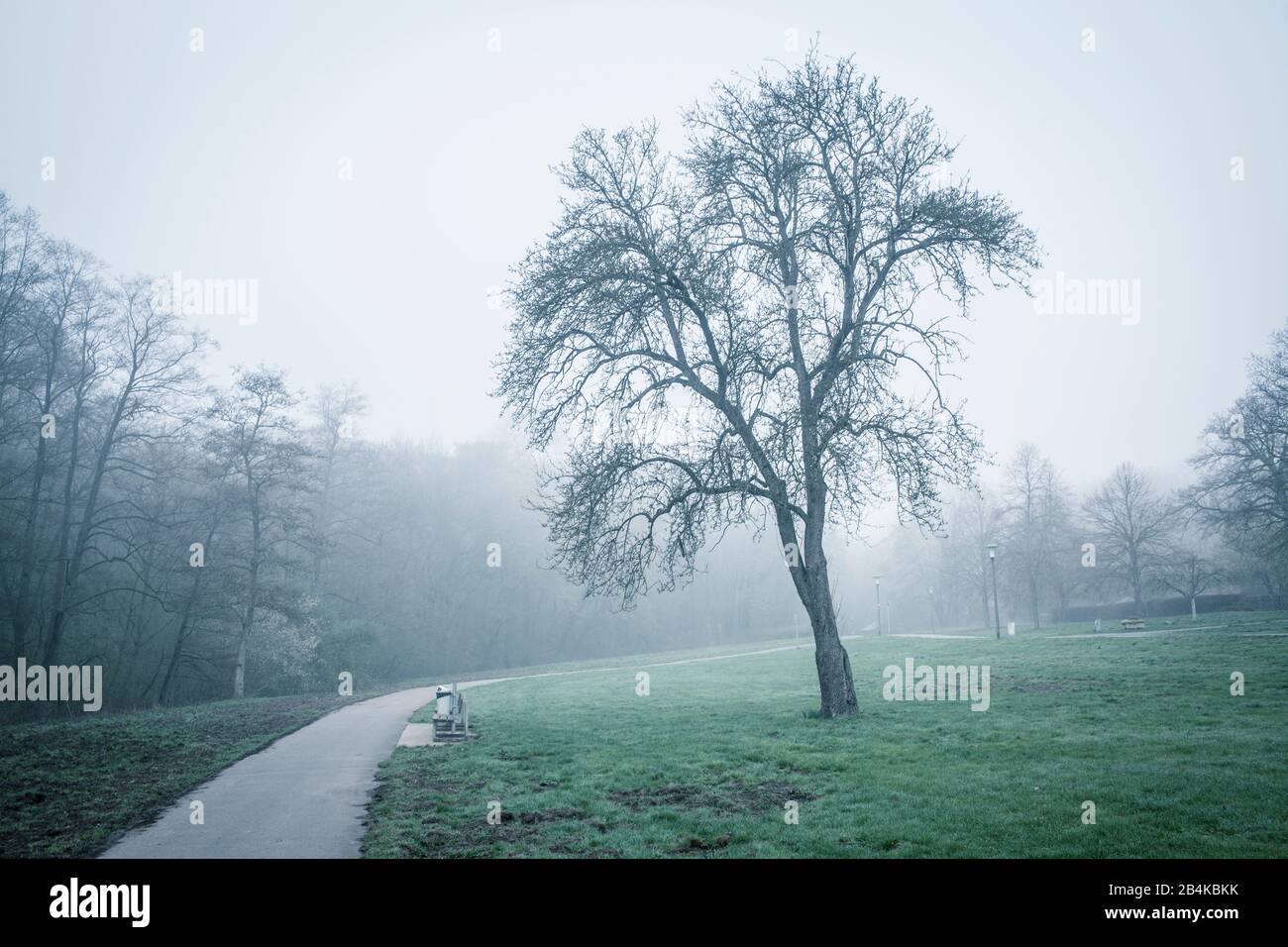 Trees in the fog Stock Photo - Alamy
