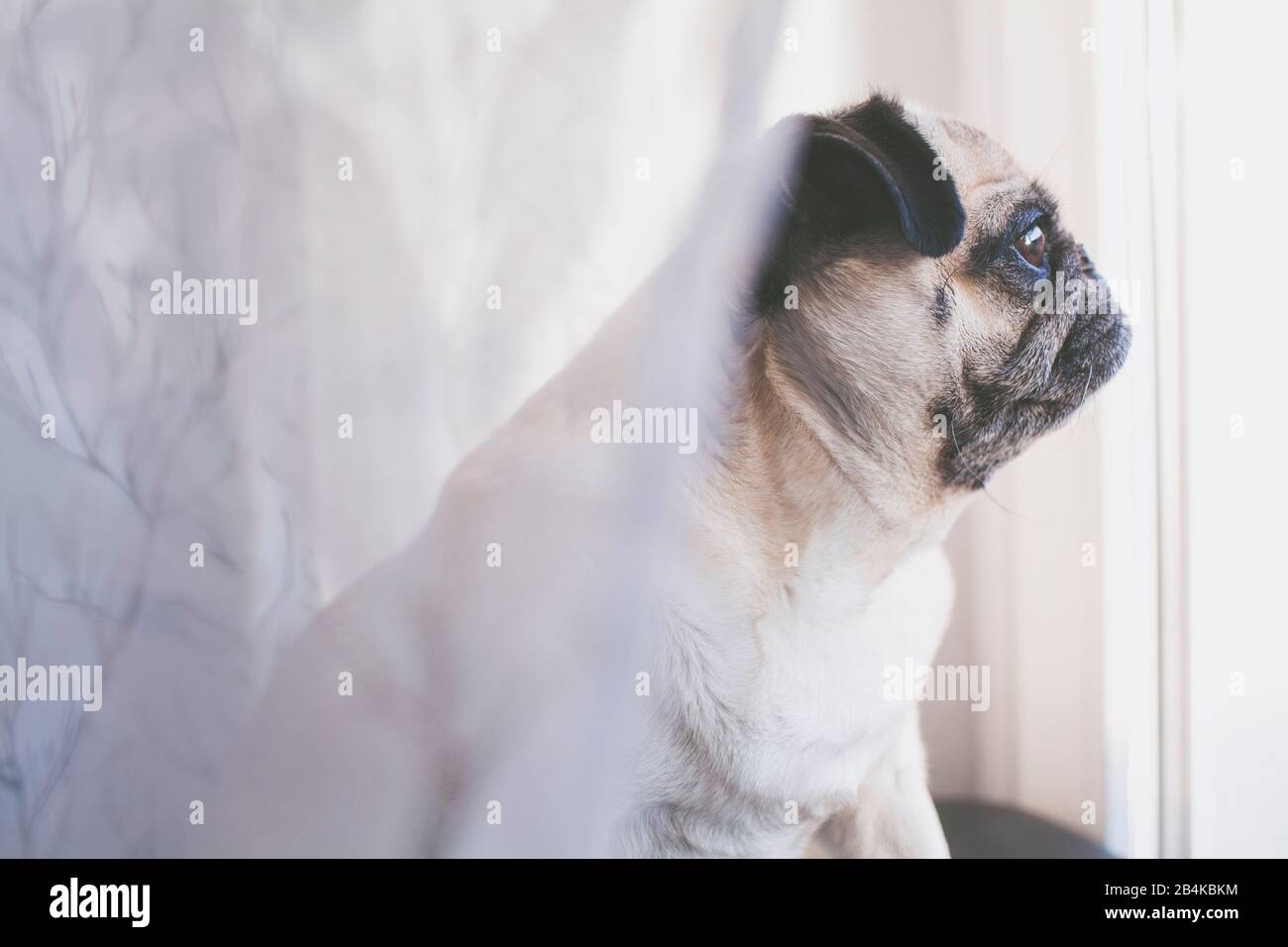 Beige pug hi-res stock photography and images - Alamy