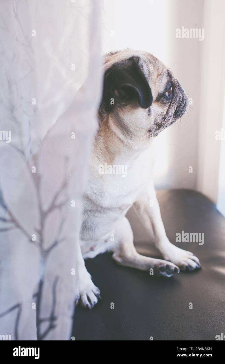 Beige colored pug looks out of the window Stock Photo - Alamy