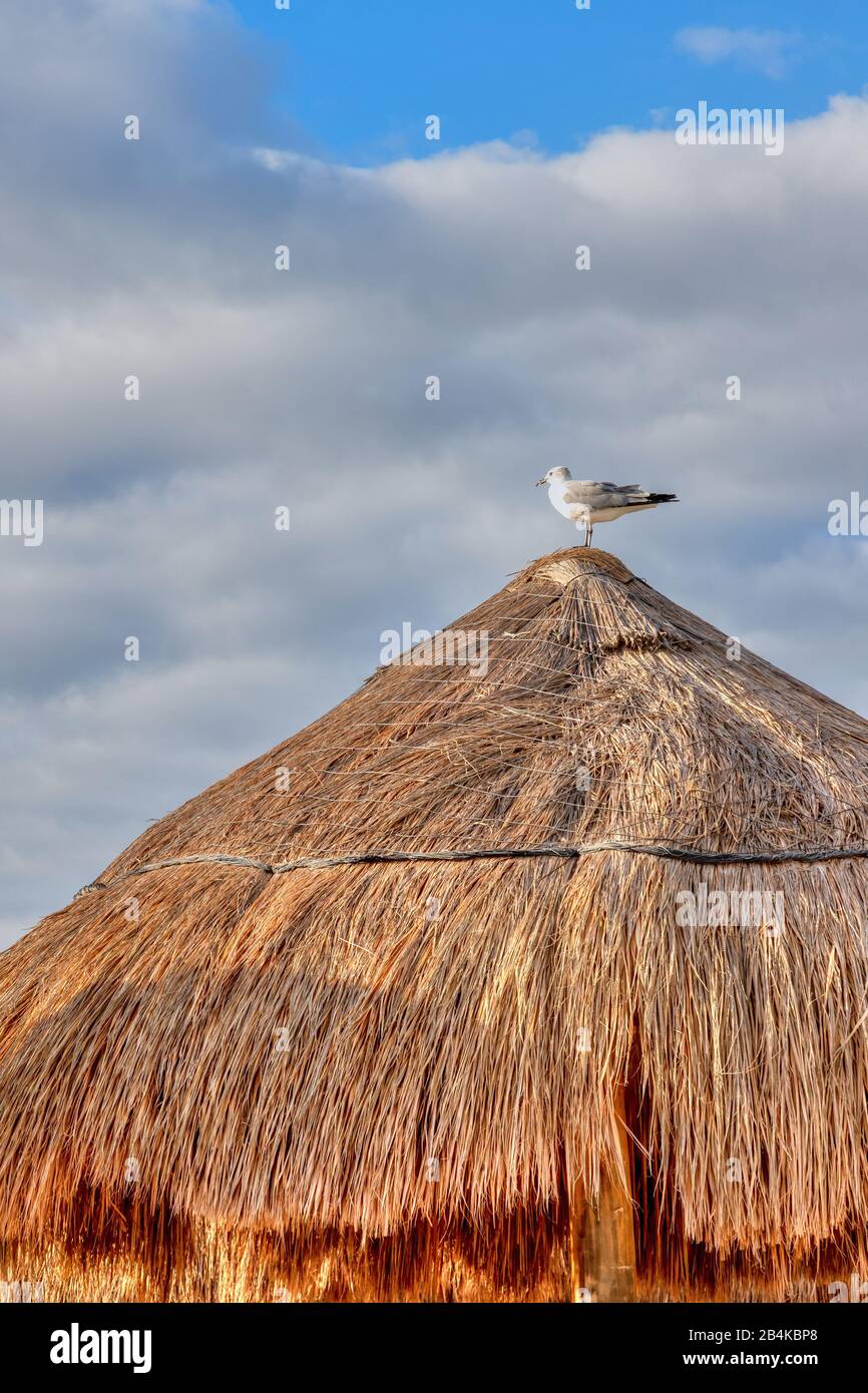 Coconut leaf hut hi-res stock photography and images - Alamy