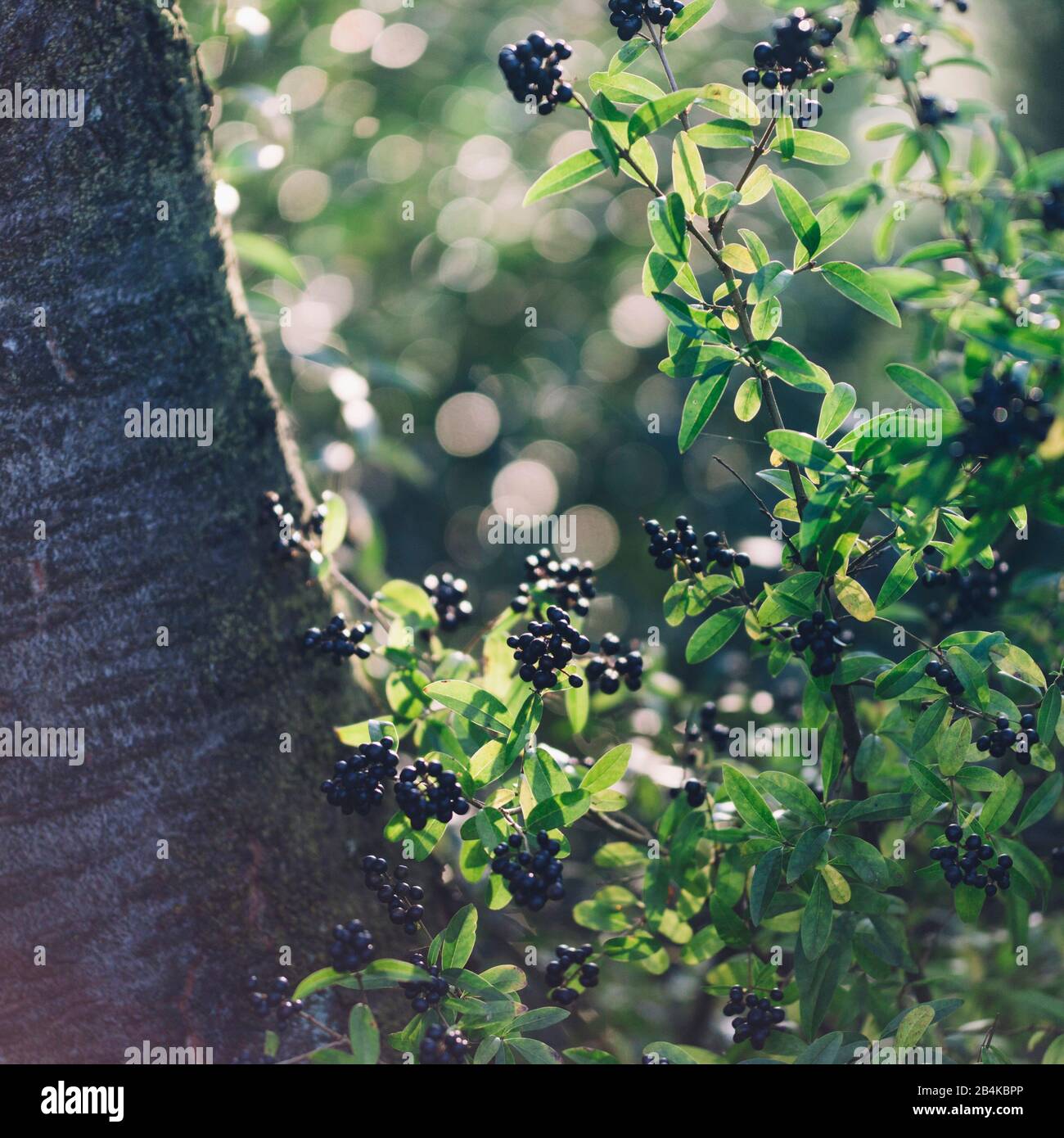 Black rowan berries hi-res stock photography and images - Alamy