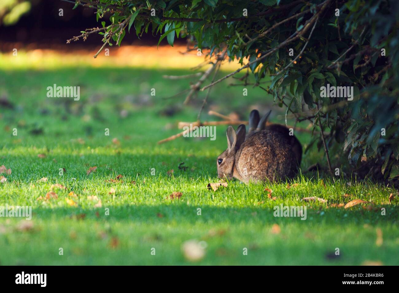Rabbit bush hi-res stock photography and images - Alamy