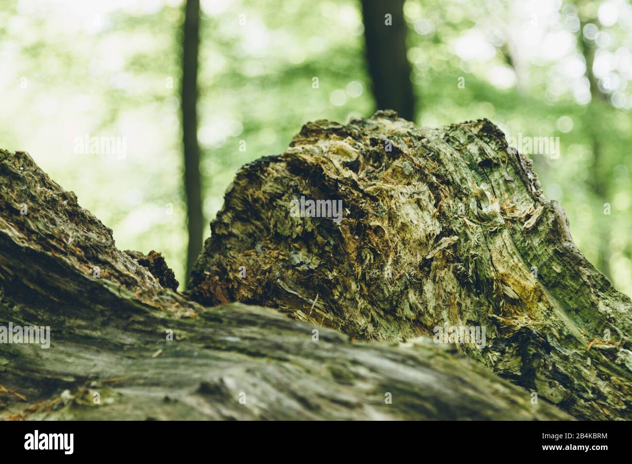 Structures in wood hi-res stock photography and images - Alamy