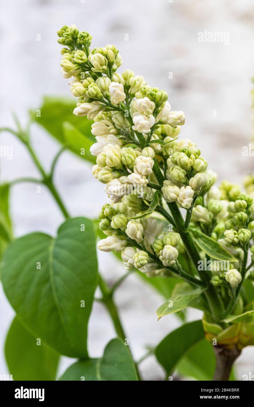 Lilac grove hi-res stock photography and images - Alamy