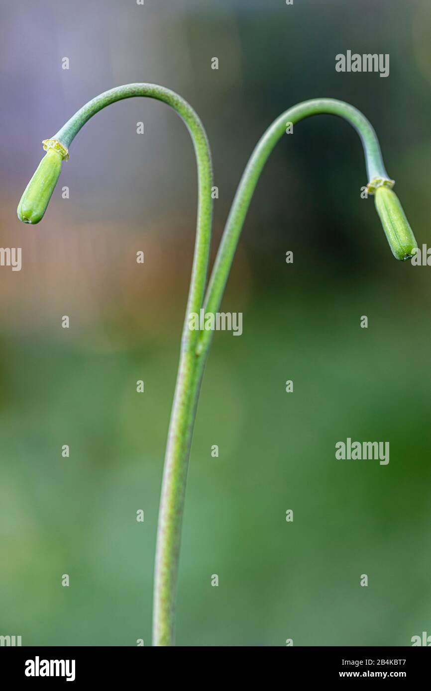 Chessflower capsule fruit, seed pod Stock Photo - Alamy