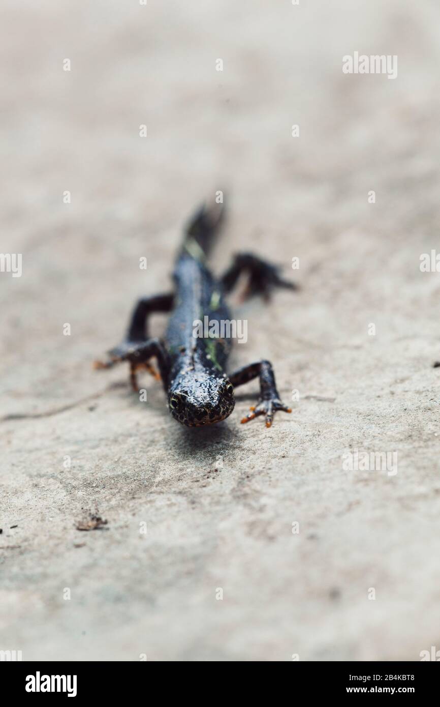 black newt in the garden, caudata, close-up Stock Photo - Alamy