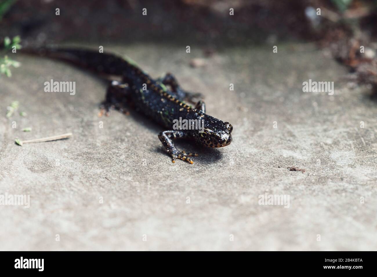 Black Newt High Resolution Stock Photography and Images - Alamy