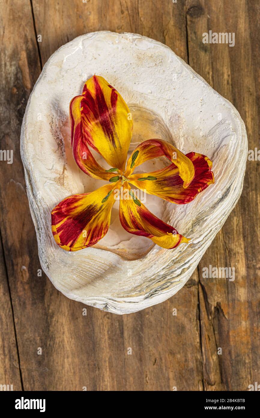 Floral still life, shells, tulip Stock Photo - Alamy