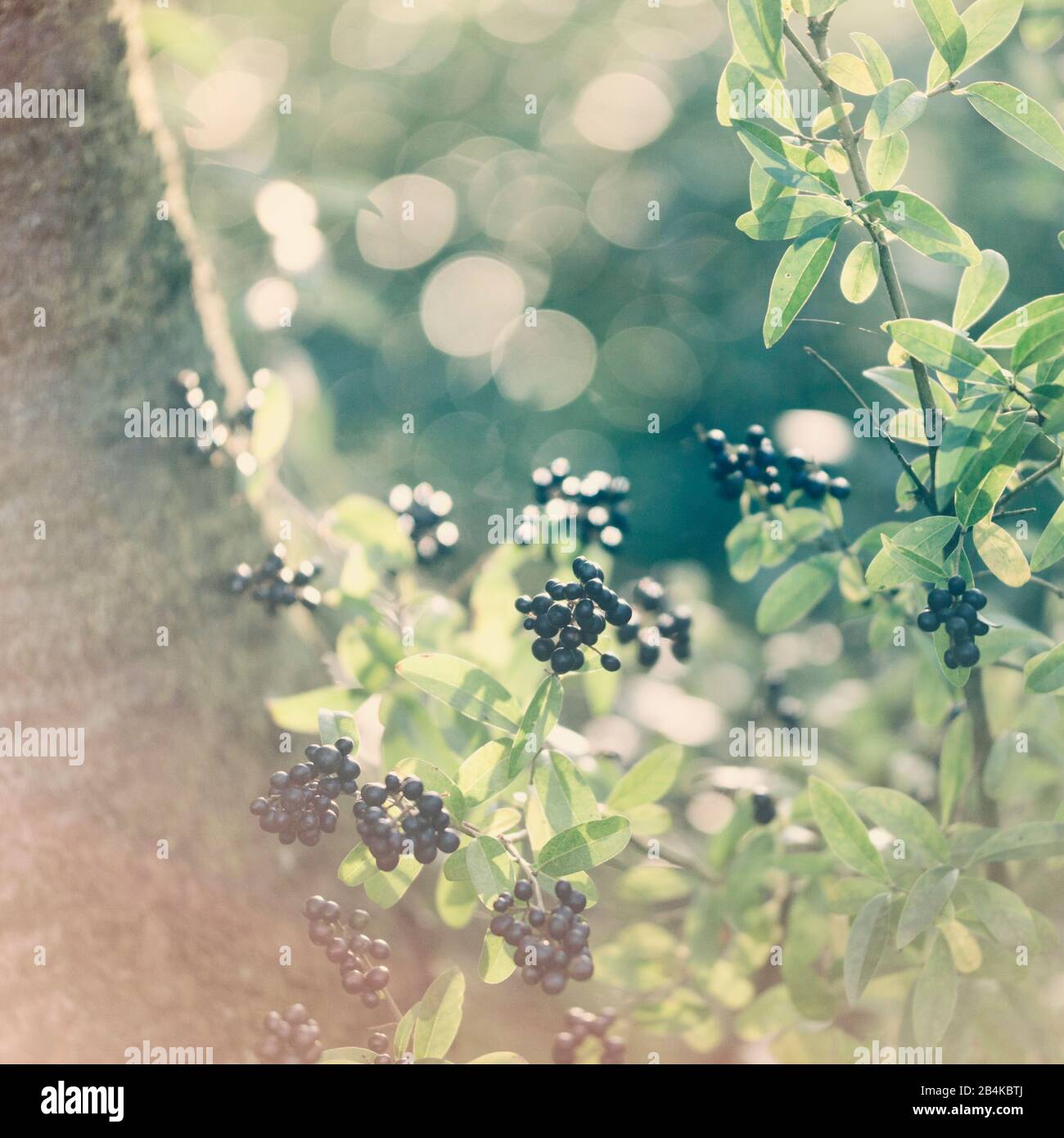 Black rowan hi-res stock photography and images - Alamy