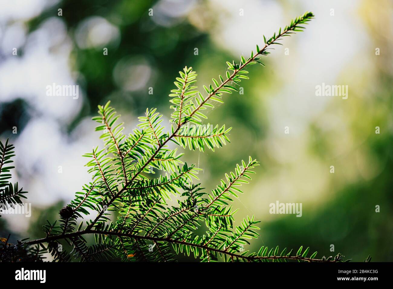Needle forest hi-res stock photography and images - Alamy
