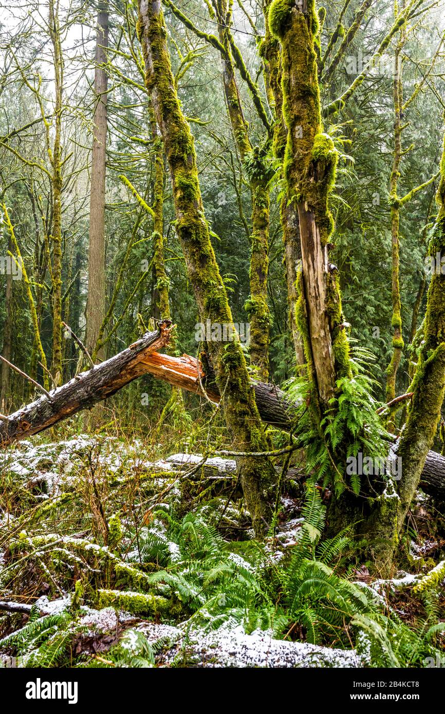 Drowning trees hi-res stock photography and images - Alamy