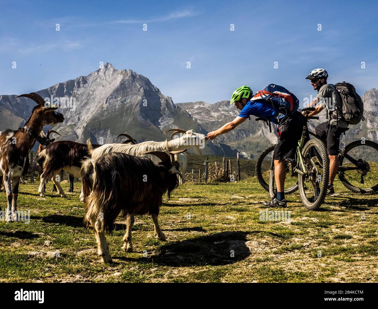 Pyrenees Goats High Resolution Stock Photography and Images - Alamy