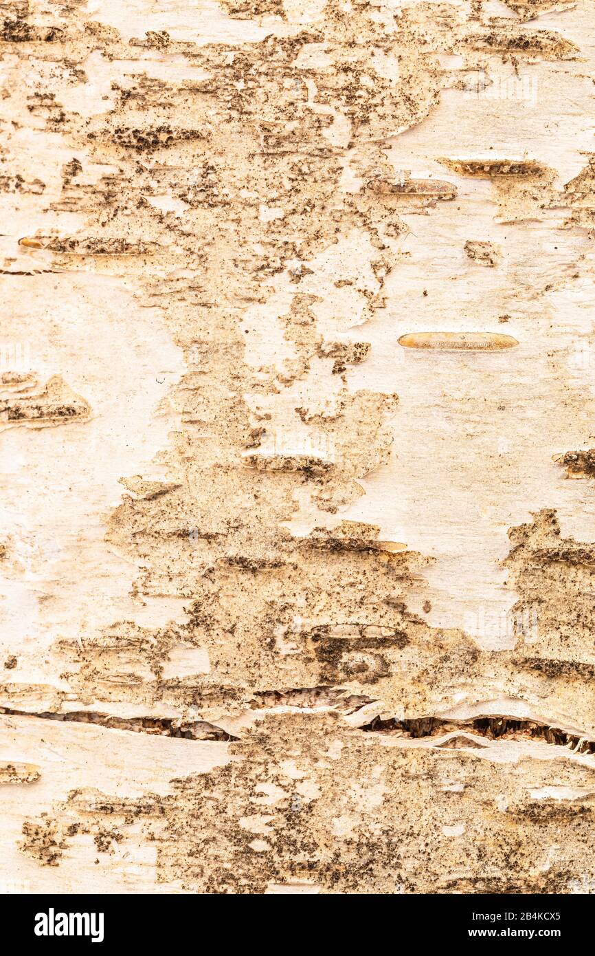 Birch bark structure hi-res stock photography and images - Alamy