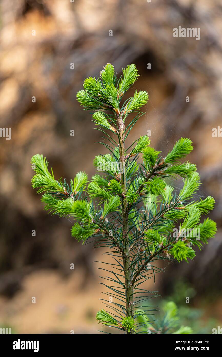 Young spruce sprout hi-res stock photography and images - Alamy