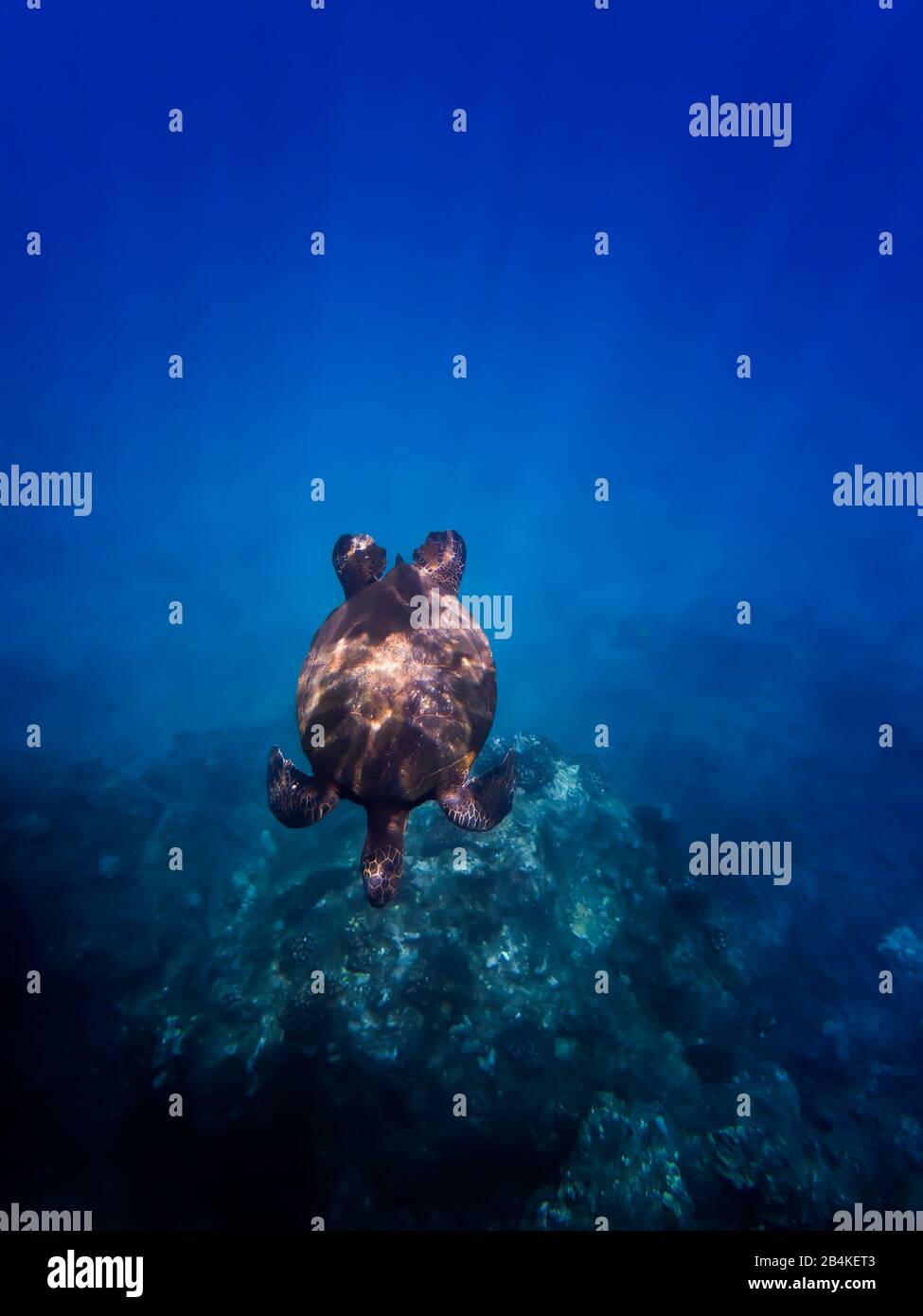Green sea turtle underwater hawaii hi-res stock photography and images ...