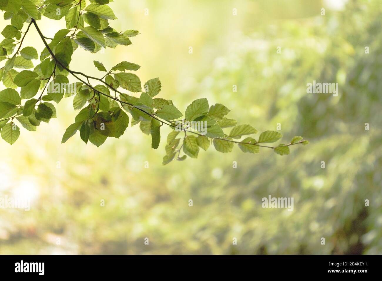 Birch in the back light hi-res stock photography and images - Alamy