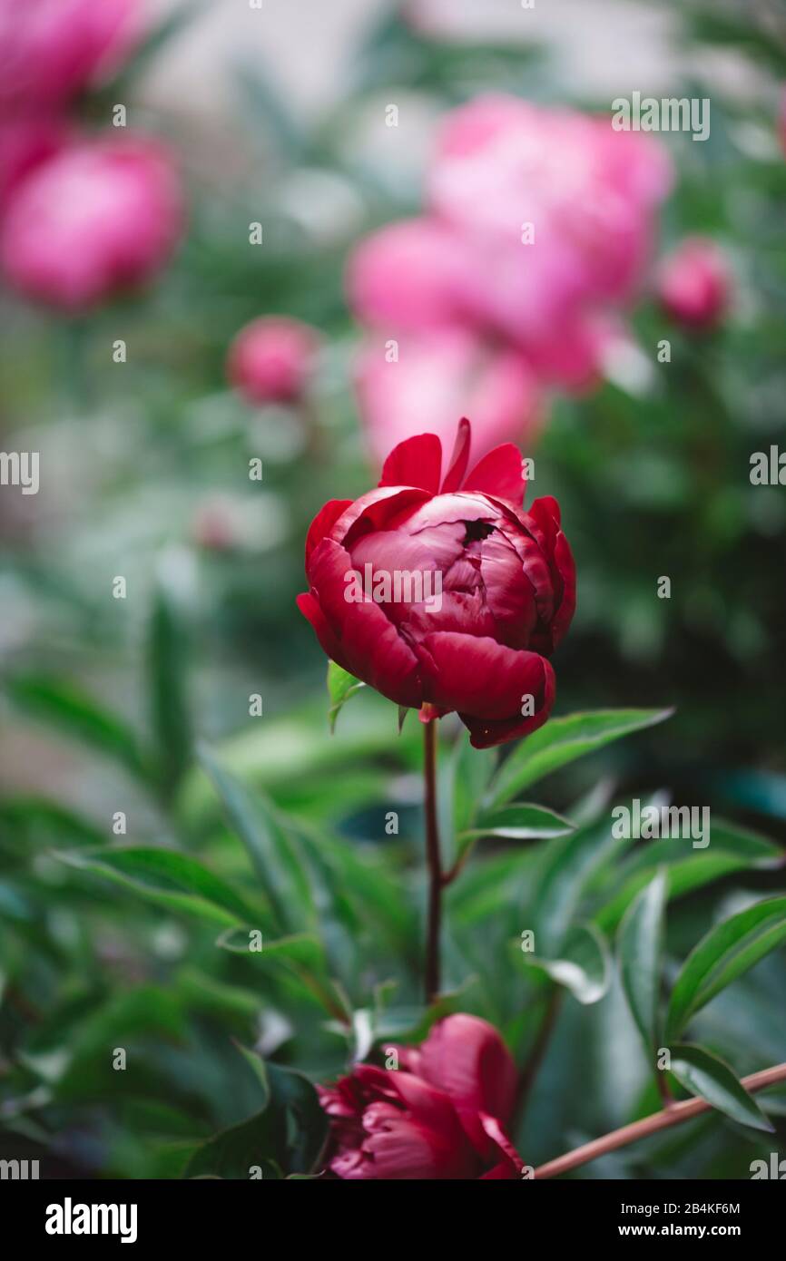 Red peonies hi-res stock photography and images - Alamy