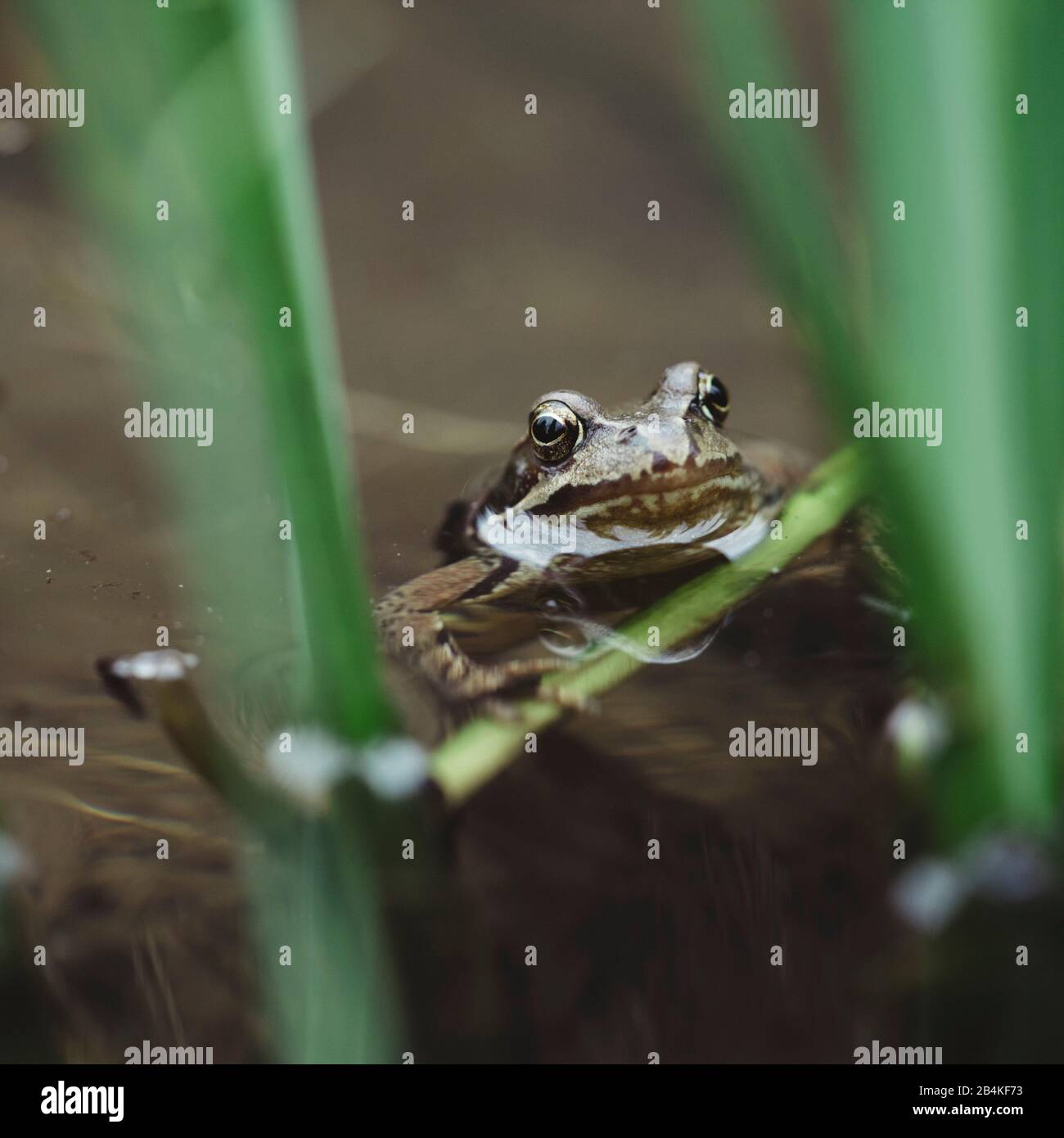 Toad in detail hi-res stock photography and images - Alamy