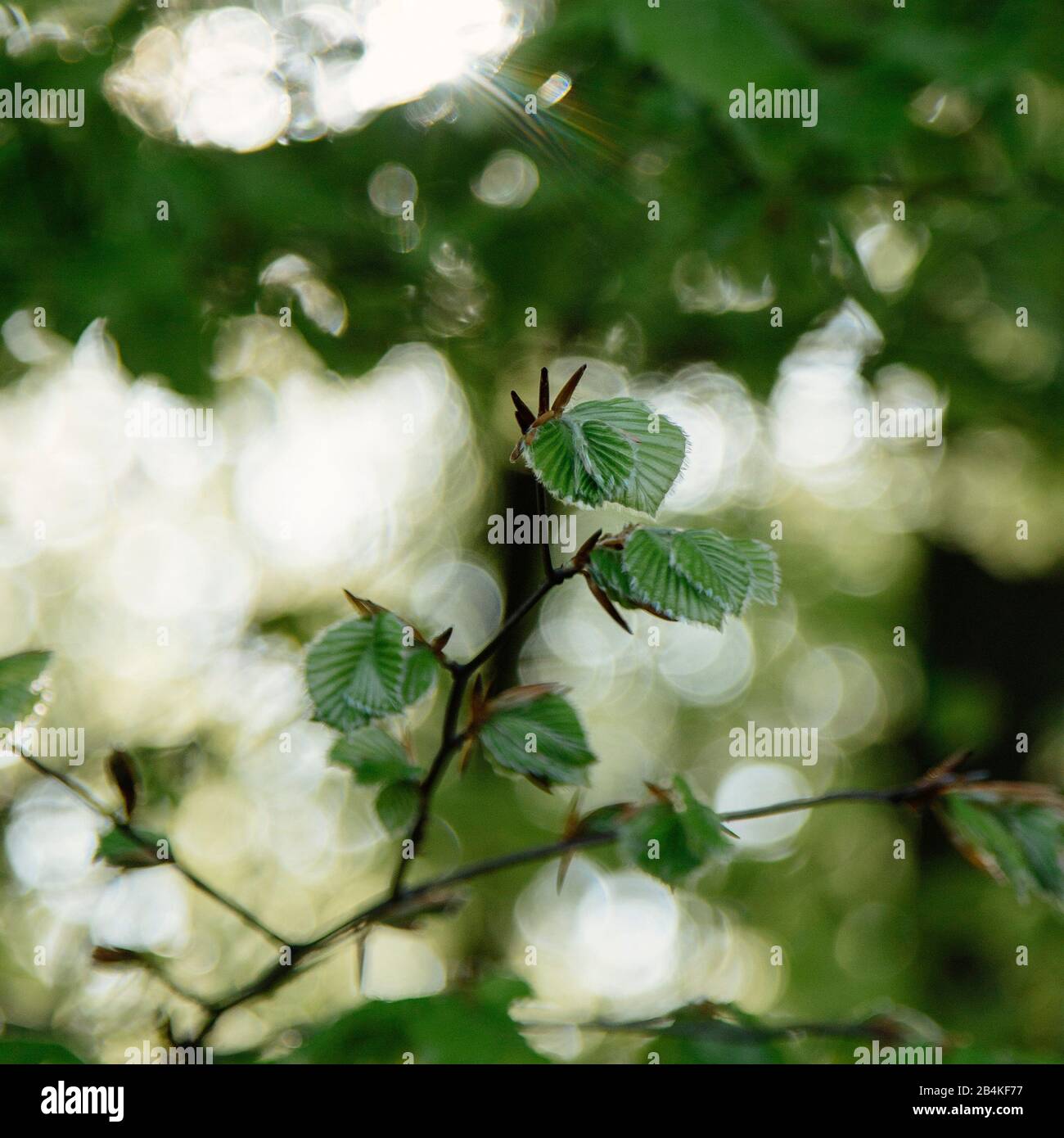 Deciduous tree in spring Stock Photo - Alamy