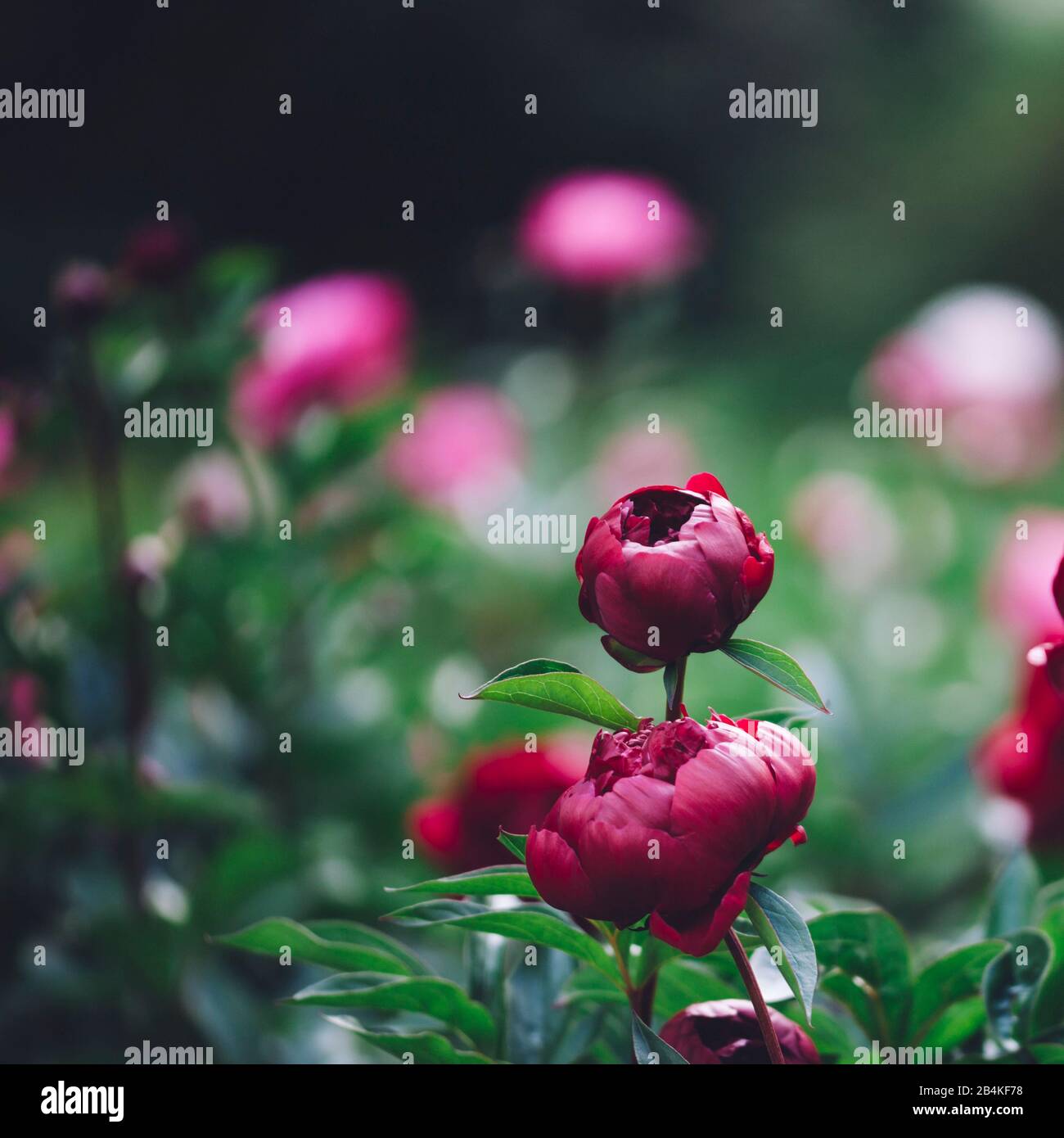 Red peonies hi-res stock photography and images - Alamy