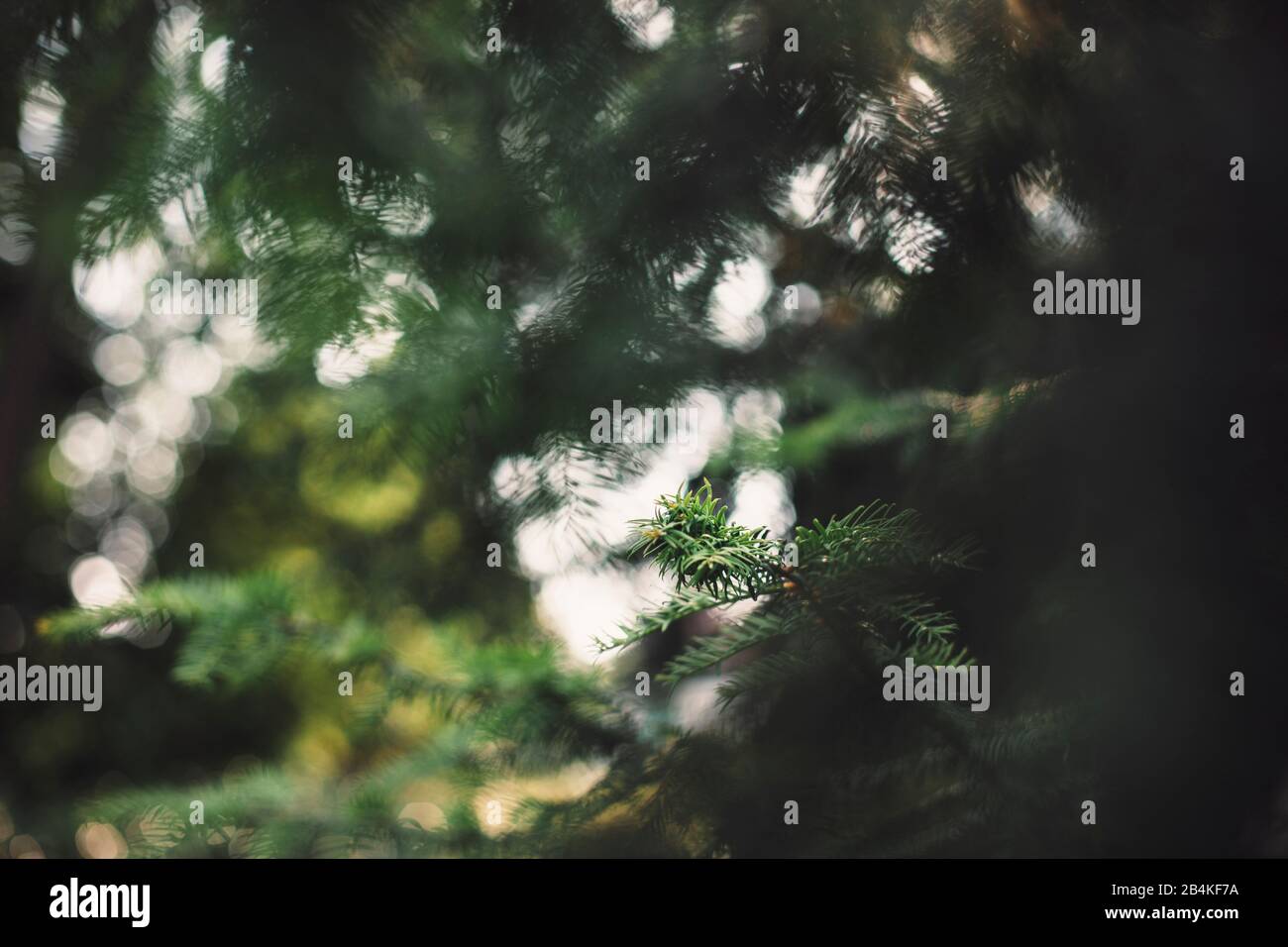 Conifer branch hi-res stock photography and images - Alamy