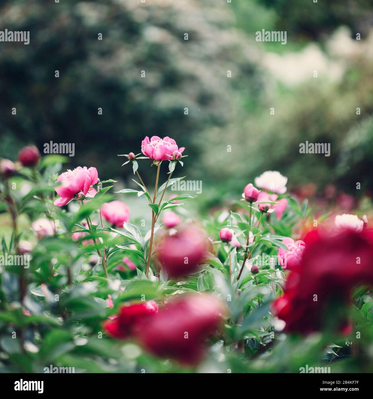 peonies in flowerbed, close-up, Paeonia Stock Photo - Alamy
