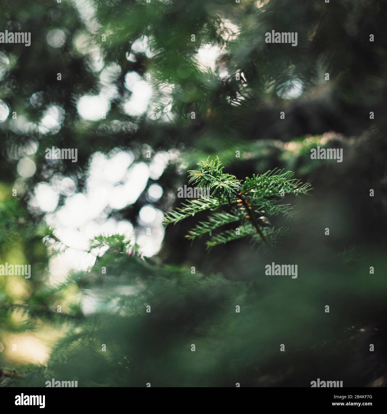 Conifer, branch, close-up Stock Photo - Alamy