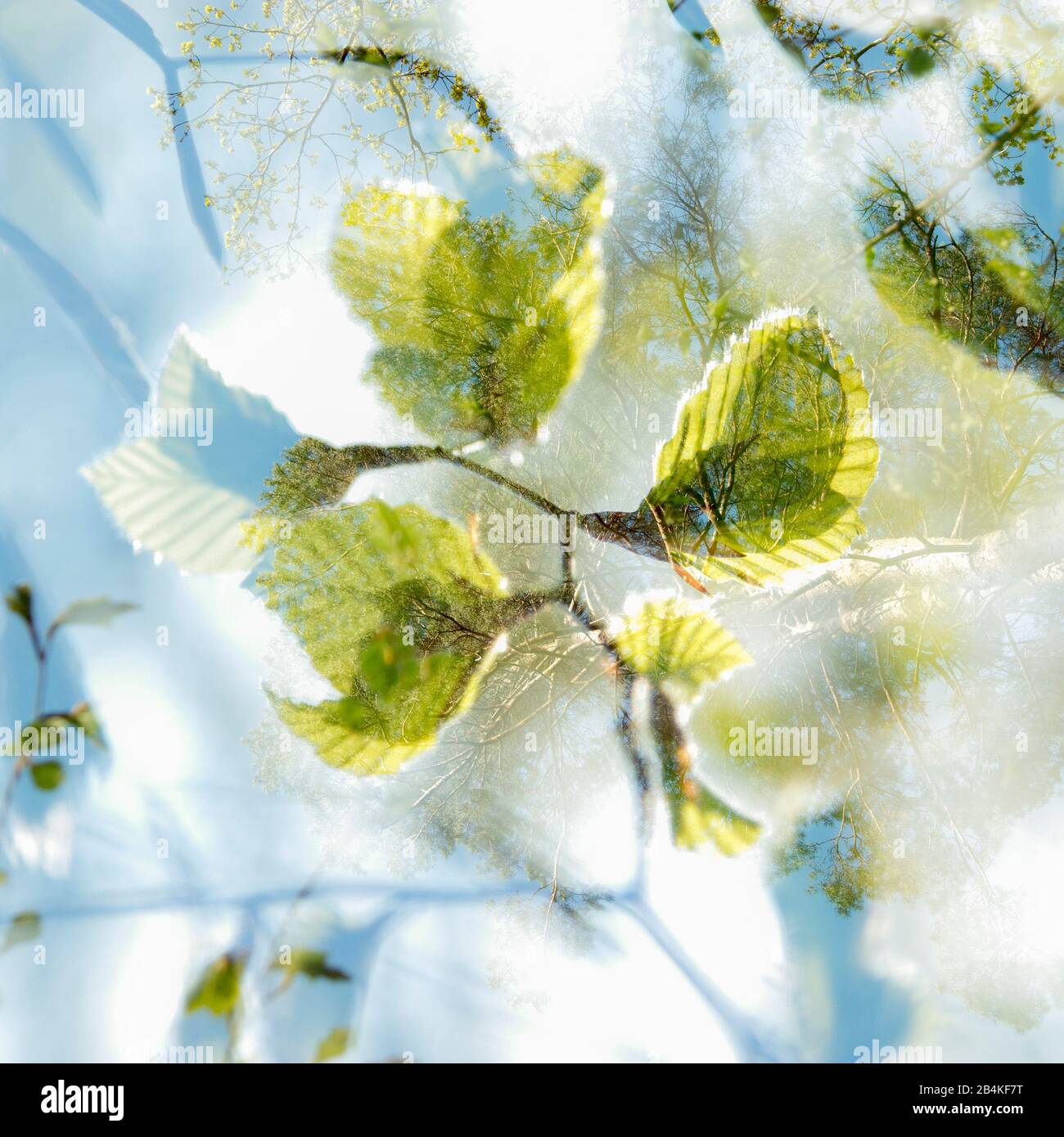 Deciduous tree in spring hi-res stock photography and images - Alamy