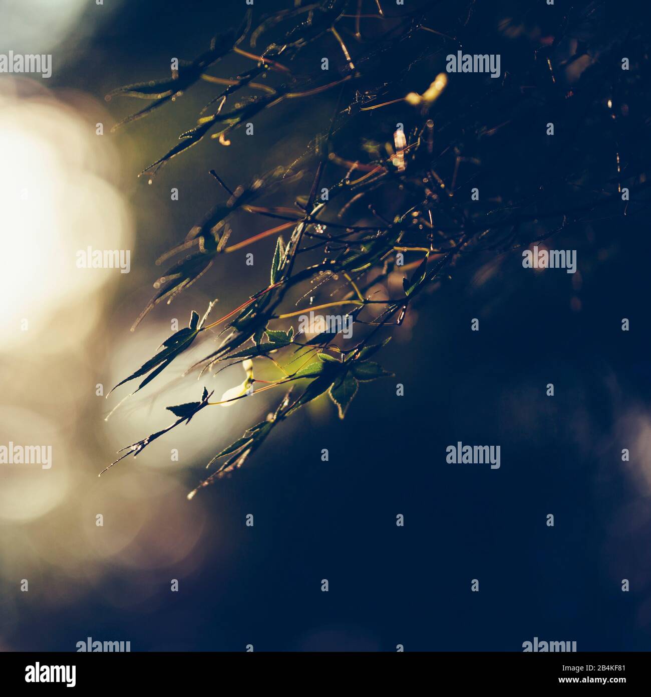 Japanese maple fan hi-res stock photography and images - Alamy