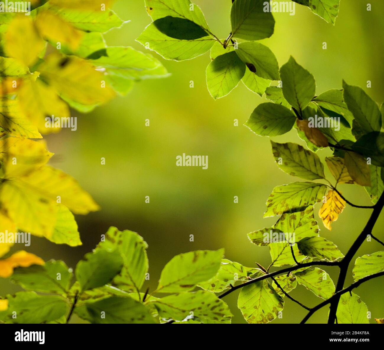 Birch branch in backlight, close-up, betula Stock Photo - Alamy