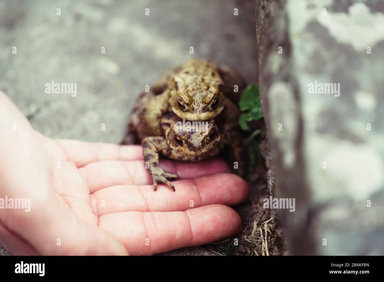 Toads at mating Stock Photo - Alamy