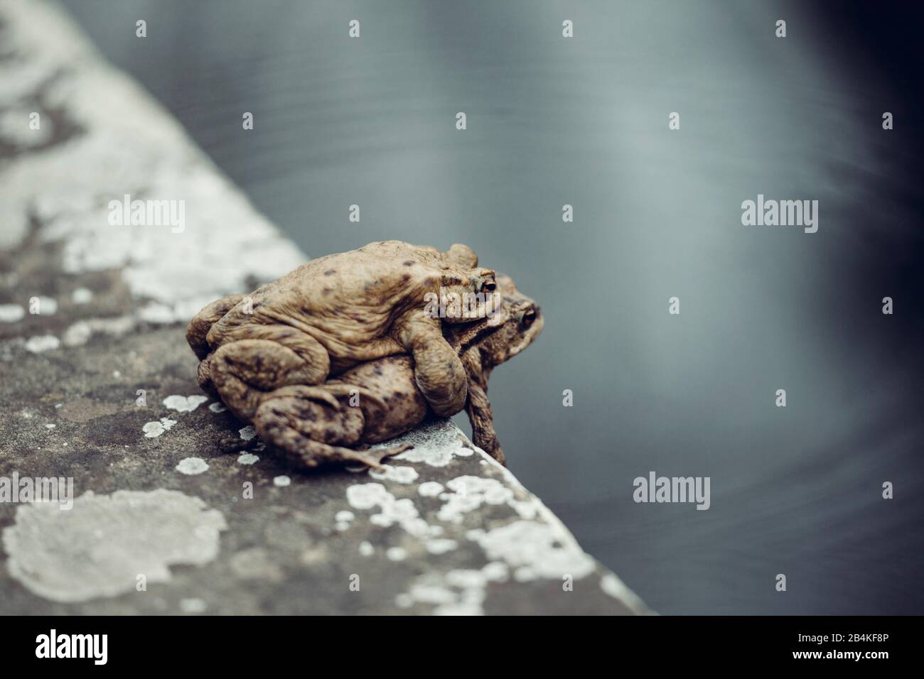 Toads at mating Stock Photo - Alamy
