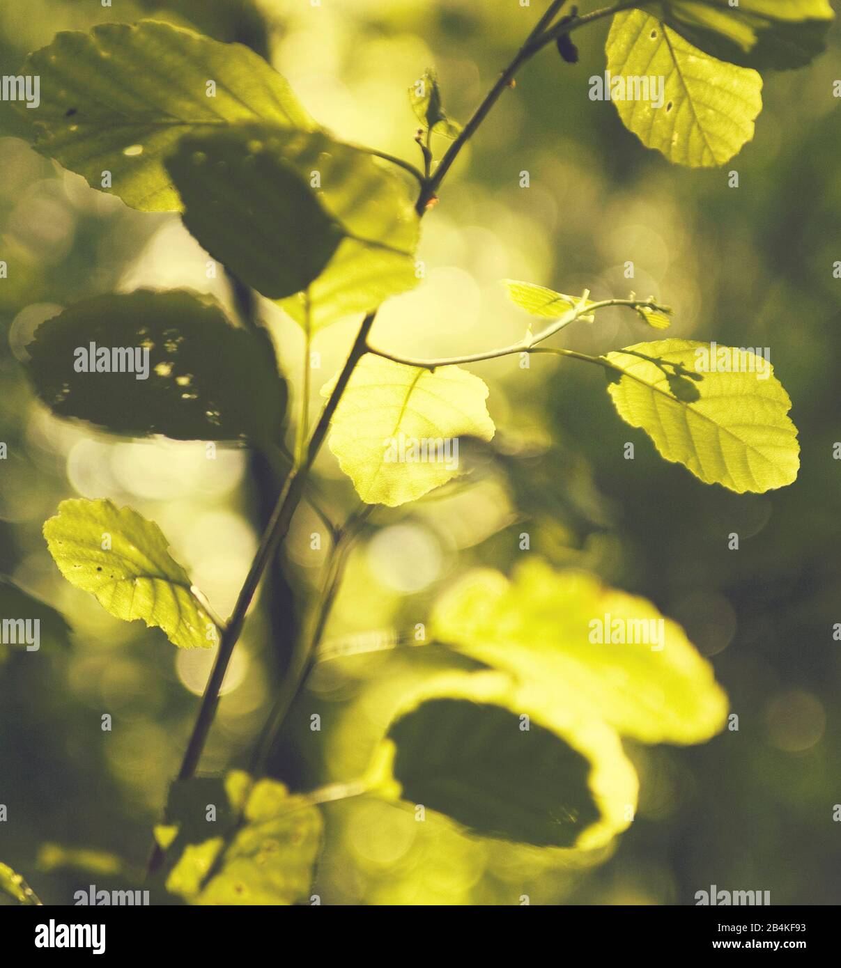 Beech leaf hi-res stock photography and images - Alamy