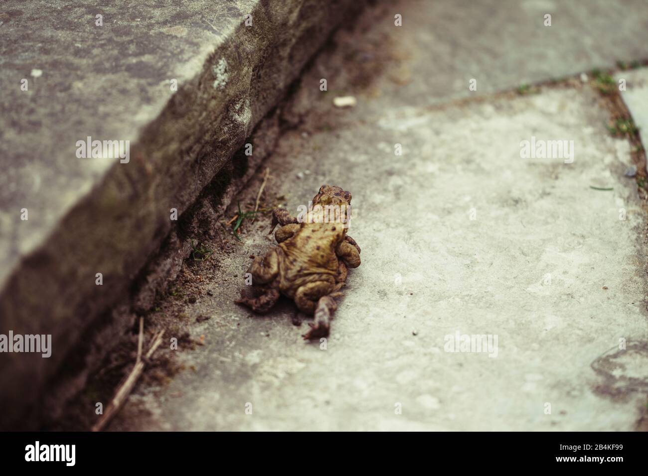 Toads at mating Stock Photo - Alamy