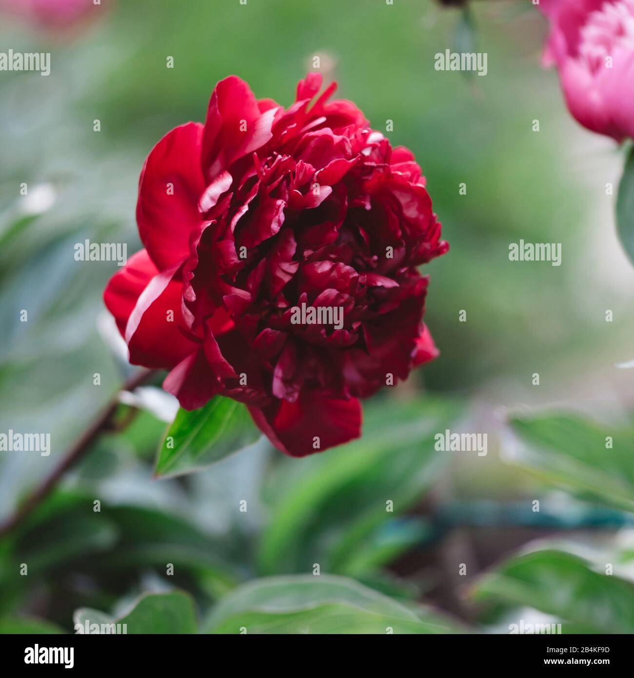Red peonies in flowerbed, close-up, Paeonia Stock Photo - Alamy