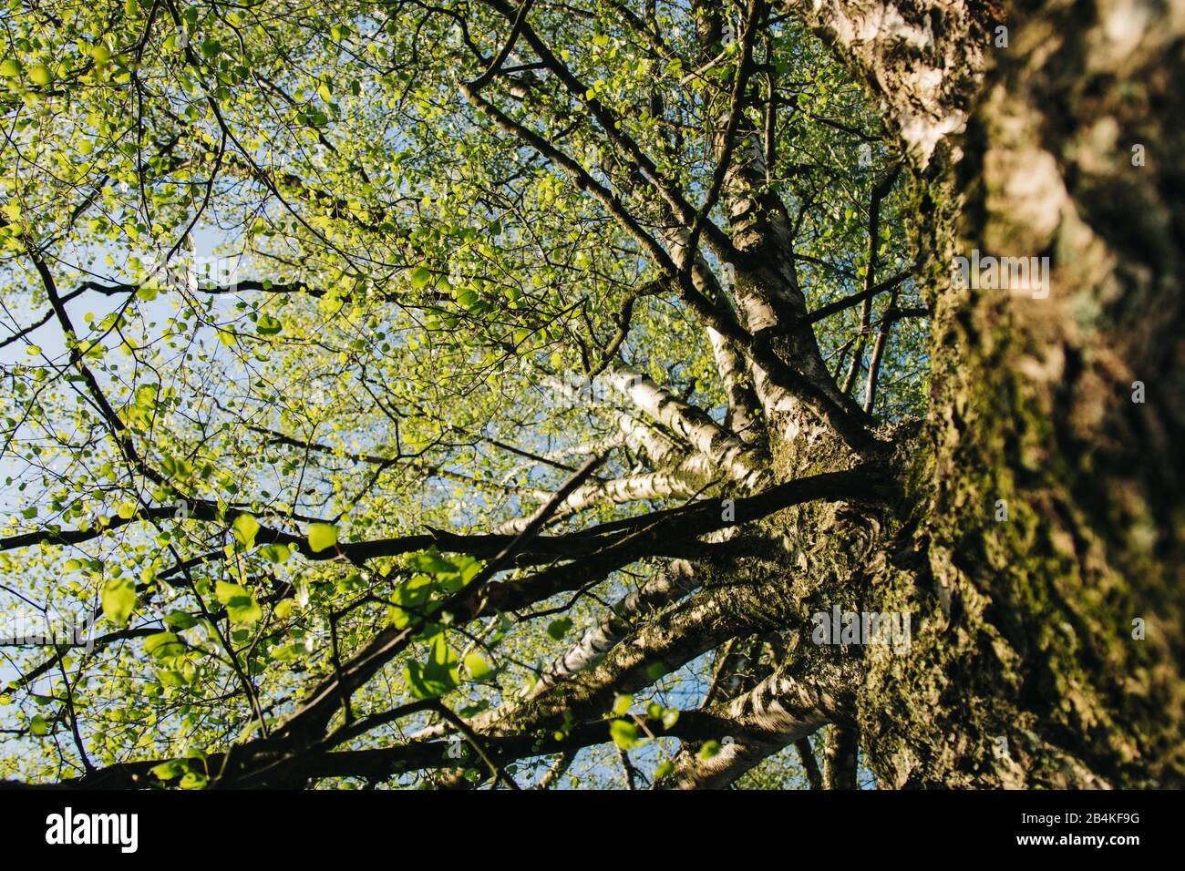Deciduous tree in spring, birch Stock Photo - Alamy