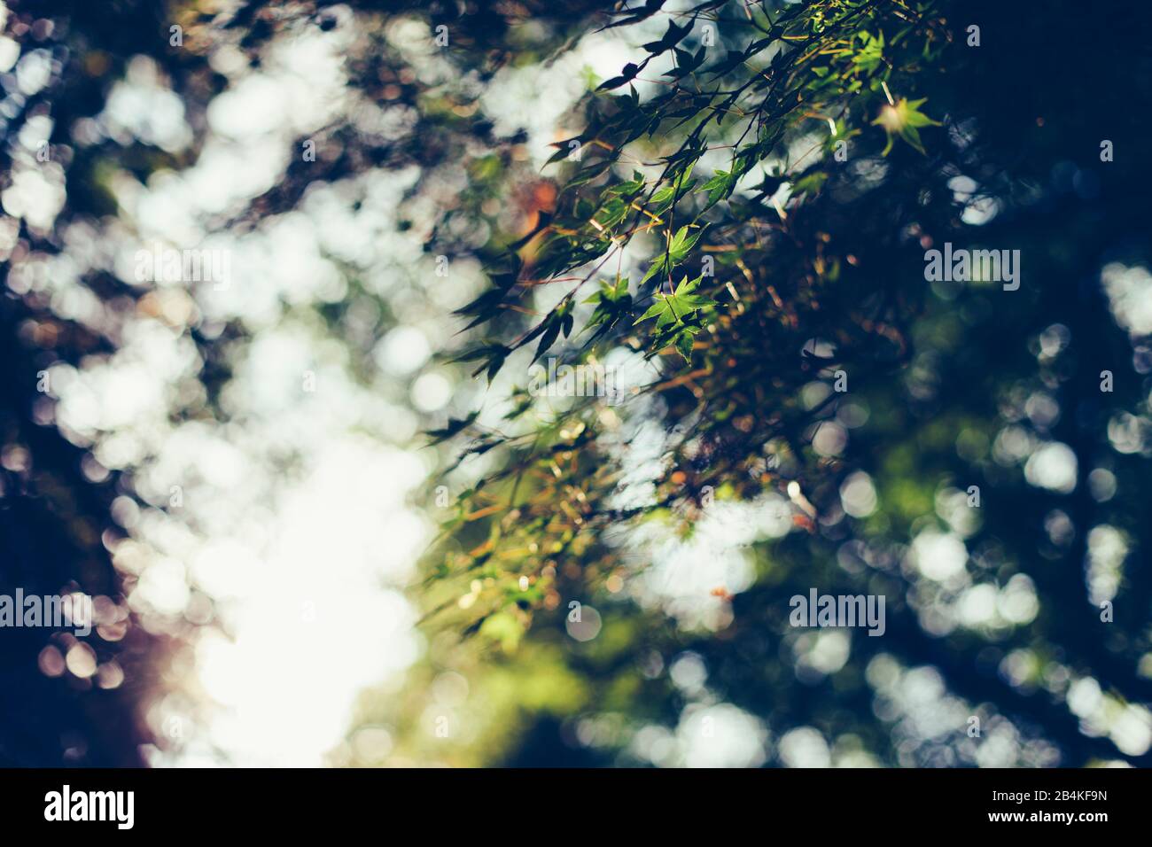 Blurred japanese maple tree hi-res stock photography and images - Alamy