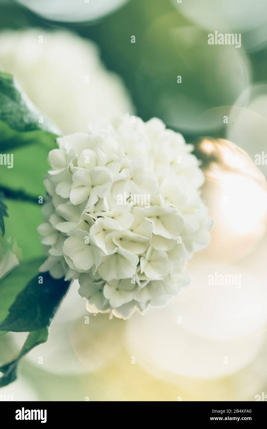 White hydrangea blossom, close-up, hydrangea Stock Photo - Alamy