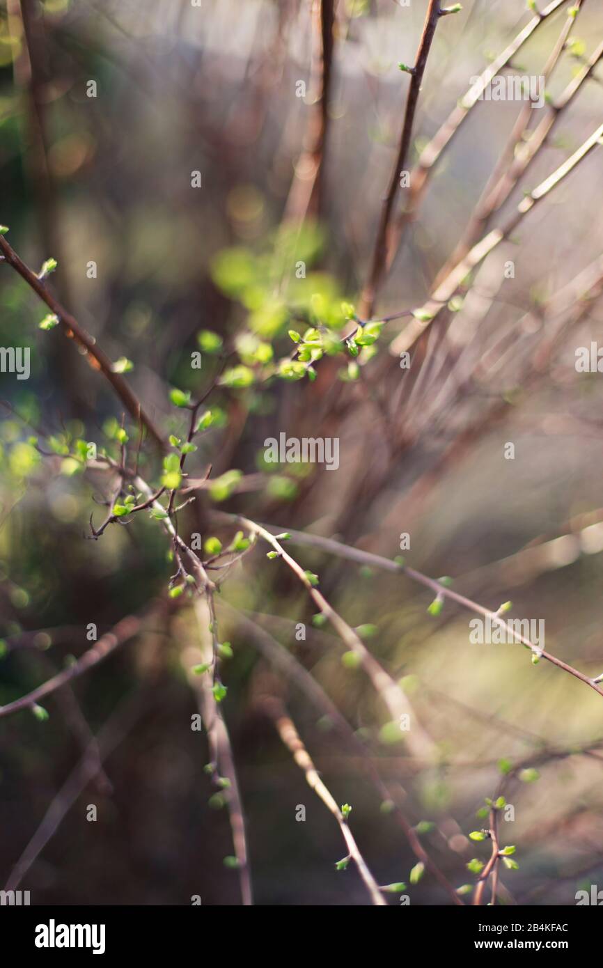 Multiple buds hi-res stock photography and images - Alamy