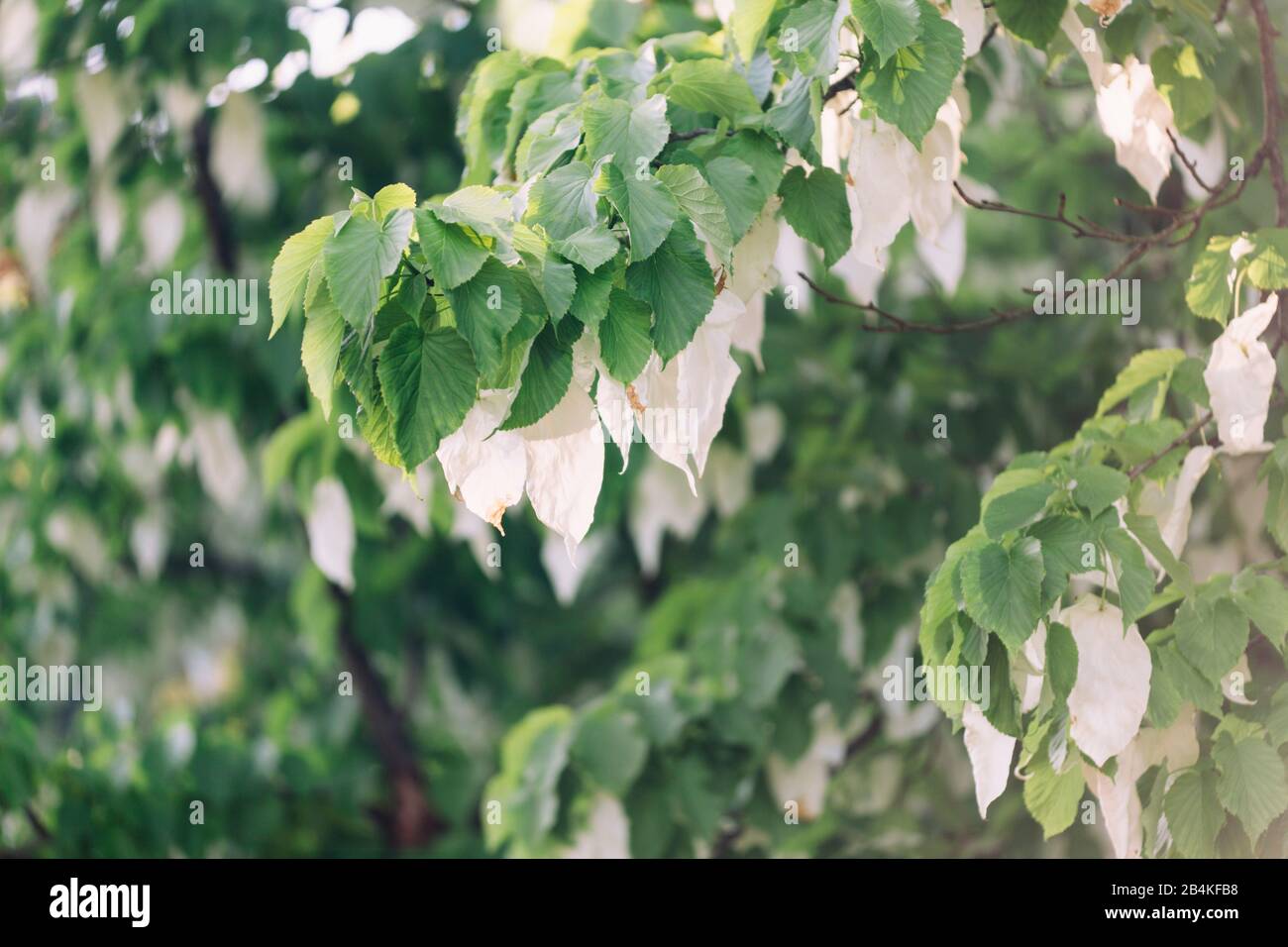 Davidia involucrata dove tree handkerchief tree hi-res stock ...