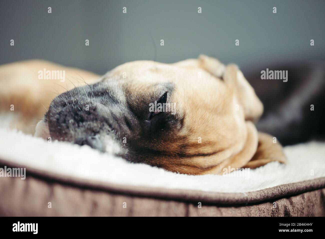 Fatigue Dog High Resolution Stock Photography and Images - Alamy