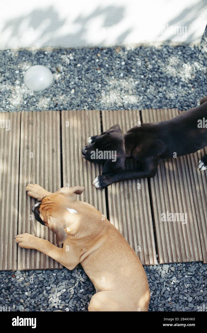 two dogs, outside Stock Photo - Alamy